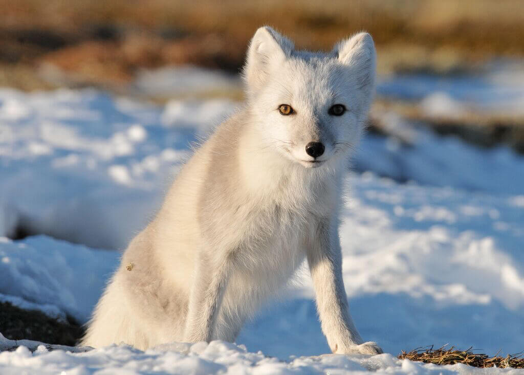 Which is the best month to visit Svalbard? - Antarctica Travels ...